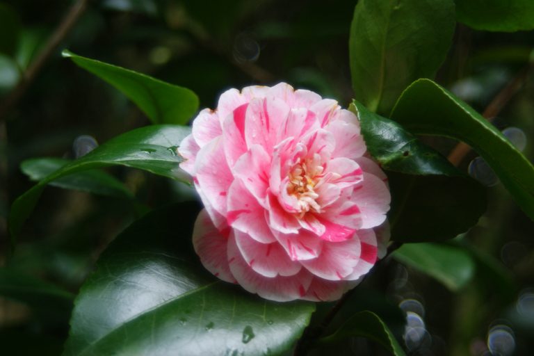 SONY DSC - Thierry Le Roch - soins esséniens et bien-être